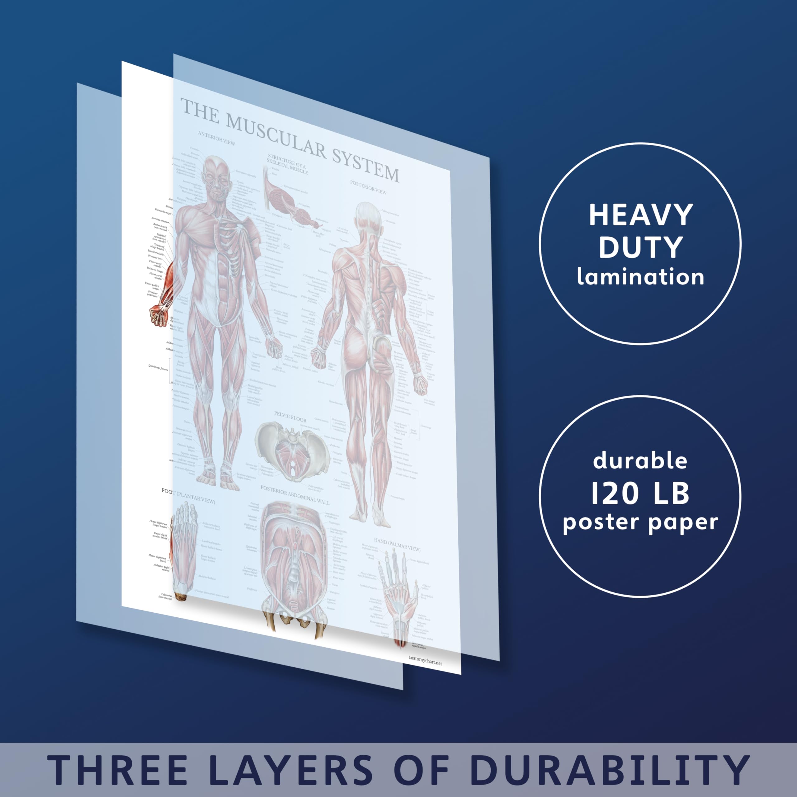 Palace Learning Muscular System Anatomical Poster – LAMINATED – Muscle ...